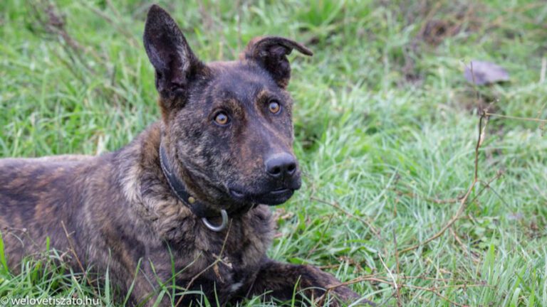 Sinka – a XXI. század magyar terelőkutyája - TUDOMÁNYPLÁZA