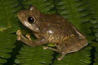 Cornufer guppyi, a babaméretű úszóhártyás óriásbéka